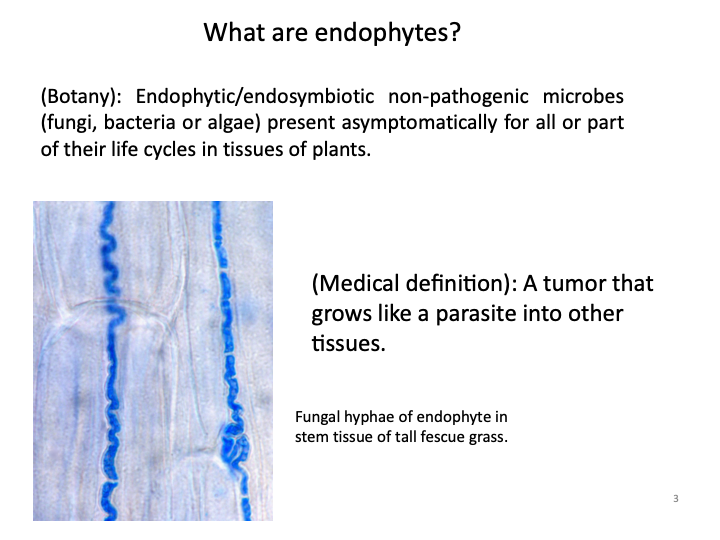 ‘Rhizophagy Cycle and Nitrogen-Fixing Endophytes in Plants’ – Grease